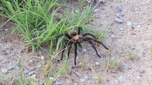 Trigger Warning: Spiders! | Medleyana